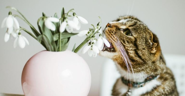 Dementia in Cats - Care Tips to Preserve Feline Cognitive Function