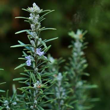 Learn When To Use Rosemary for Dogs and Cats to Help Heal