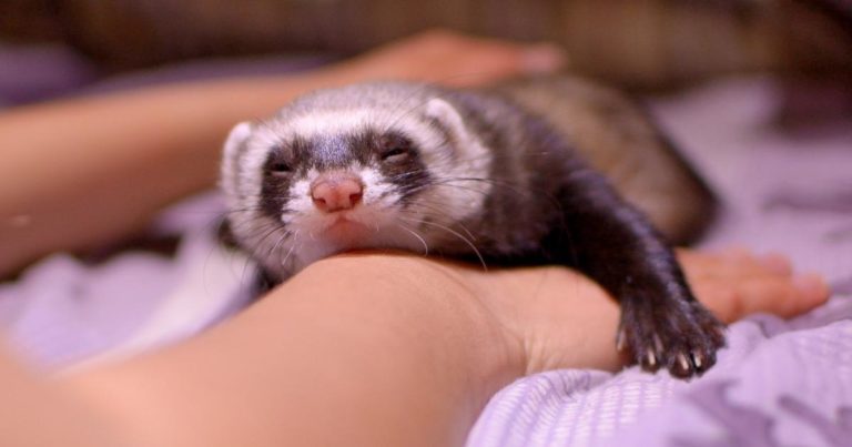 Are small exotic pets the perfect match for your family?