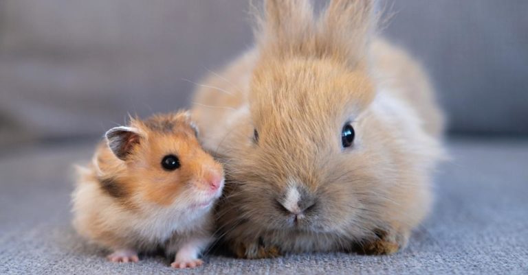 Are small exotic pets the perfect match for your family?