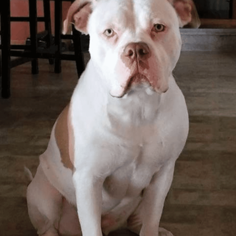 Lumps on Dogs: Myla’s Miracle - NHV Natural Pet Products Blog