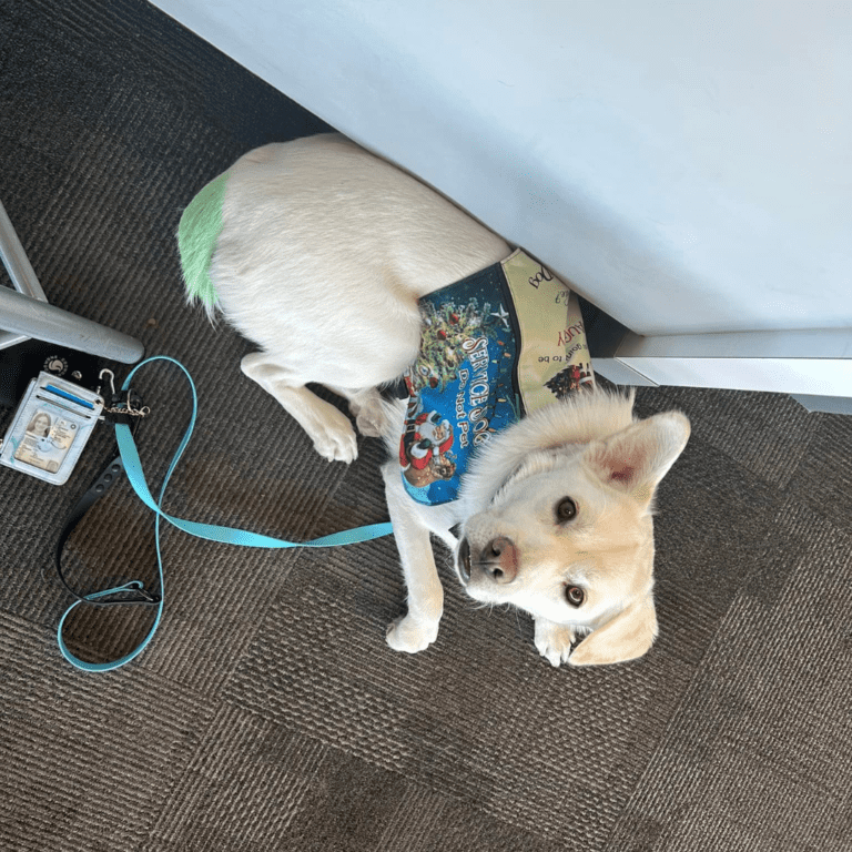 Cystitis in Dogs: Valaira's Story with Bladder Infection