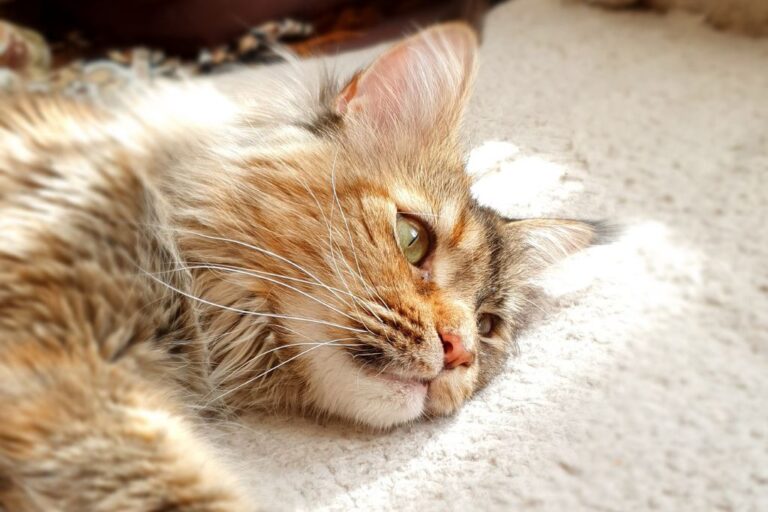 Cat Pancreas Disorders and Support - NHV Natural Pet Products Blog