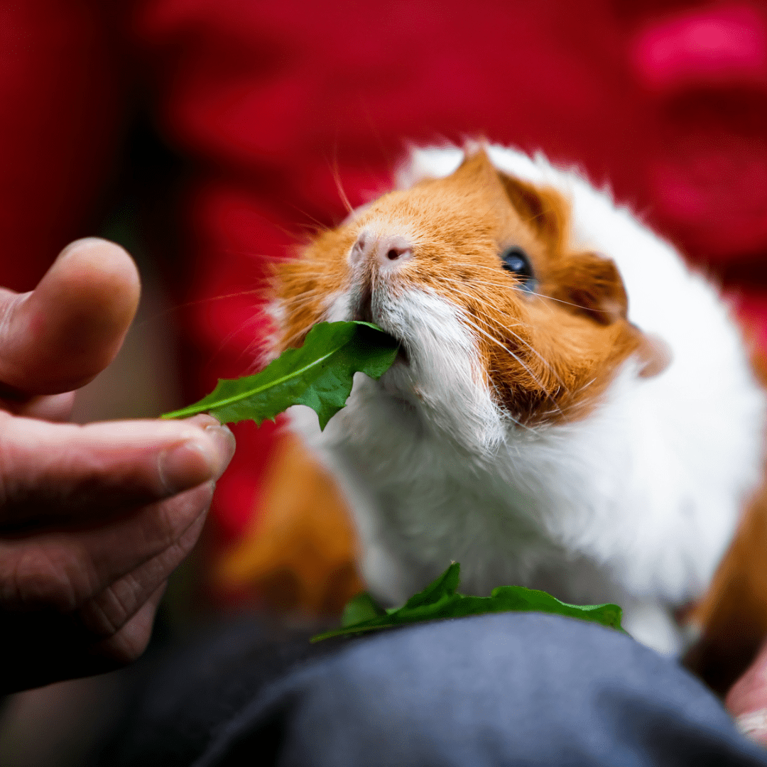 gp - NHV Natural Pet Products Blog