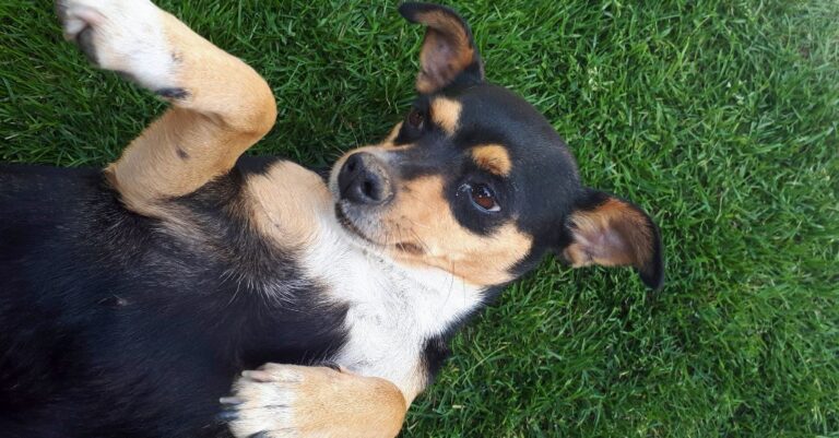 Natural Ways to Detox a Dog or Cat - NHV Natural Pets Blog