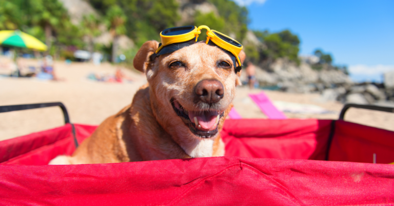 Understanding How Dogs See the World: Canine Vision Insights