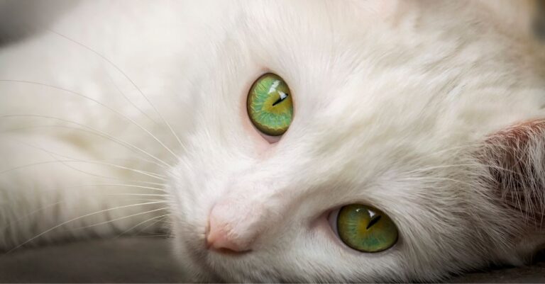 Cat Pupils and Unique Eyes: An Inside Look of Feline Vision