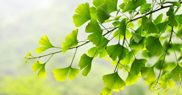Ginkgo Biloba for Dogs and Cats: Medicinal Living Fossil