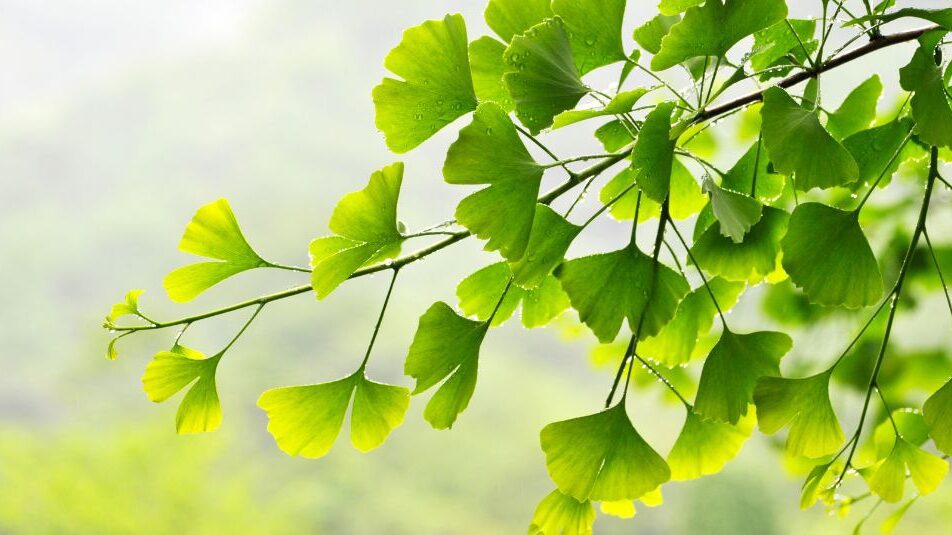 Is Astragalus Safe for Cats and Dogs? - NHV Natural Pet Products Blog