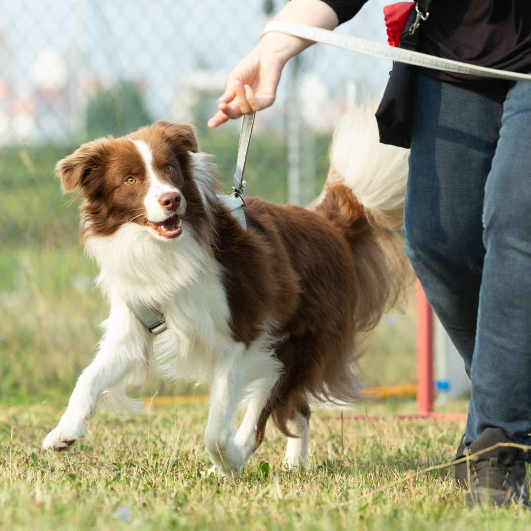 National-Walk-Your-Dog-Week-–-Safety-Tips-for-Walking-Running-with-Dog ...
