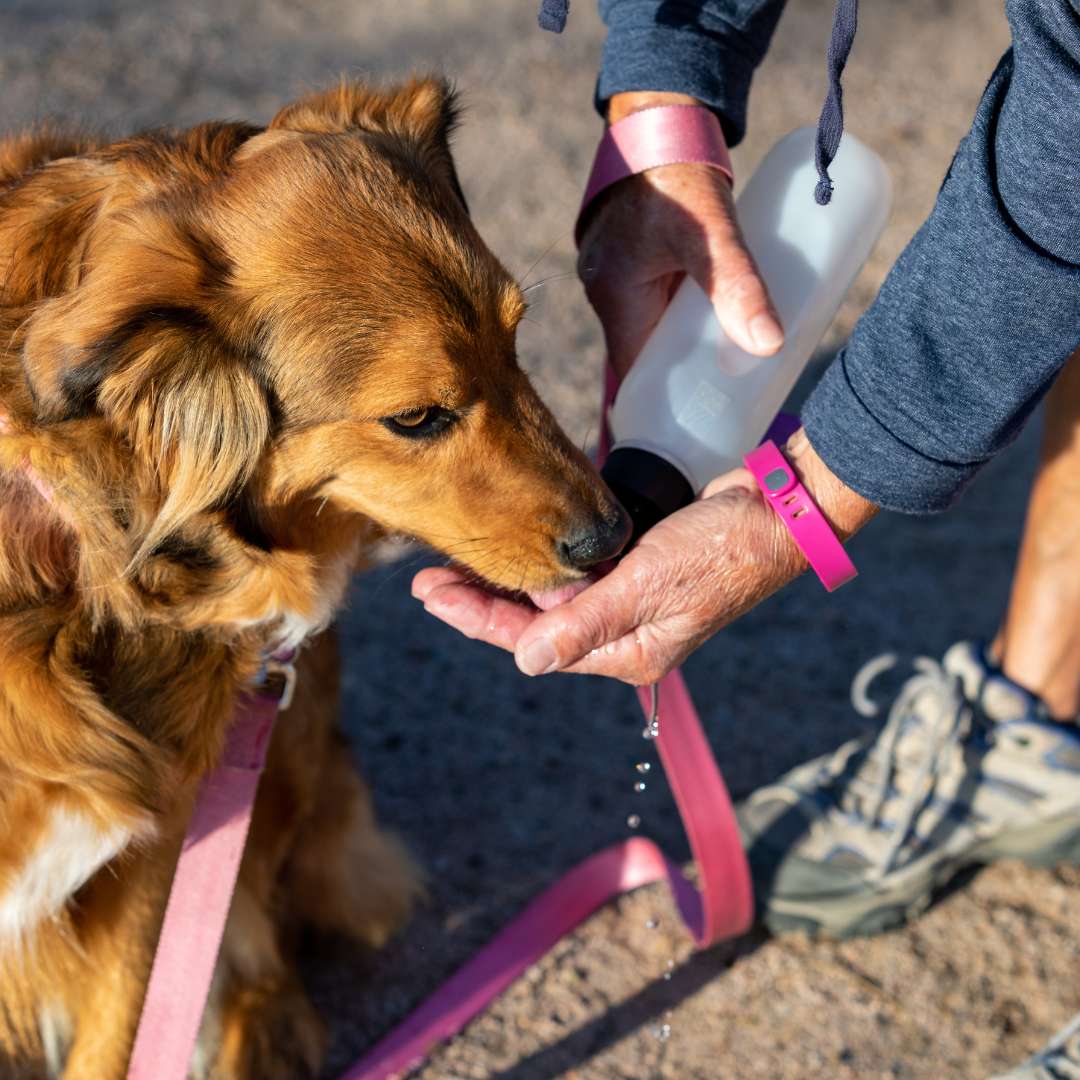 National-Walk-Your-Dog-Week-–-Safety-Tips-for-Walking-Running-with-Dog ...