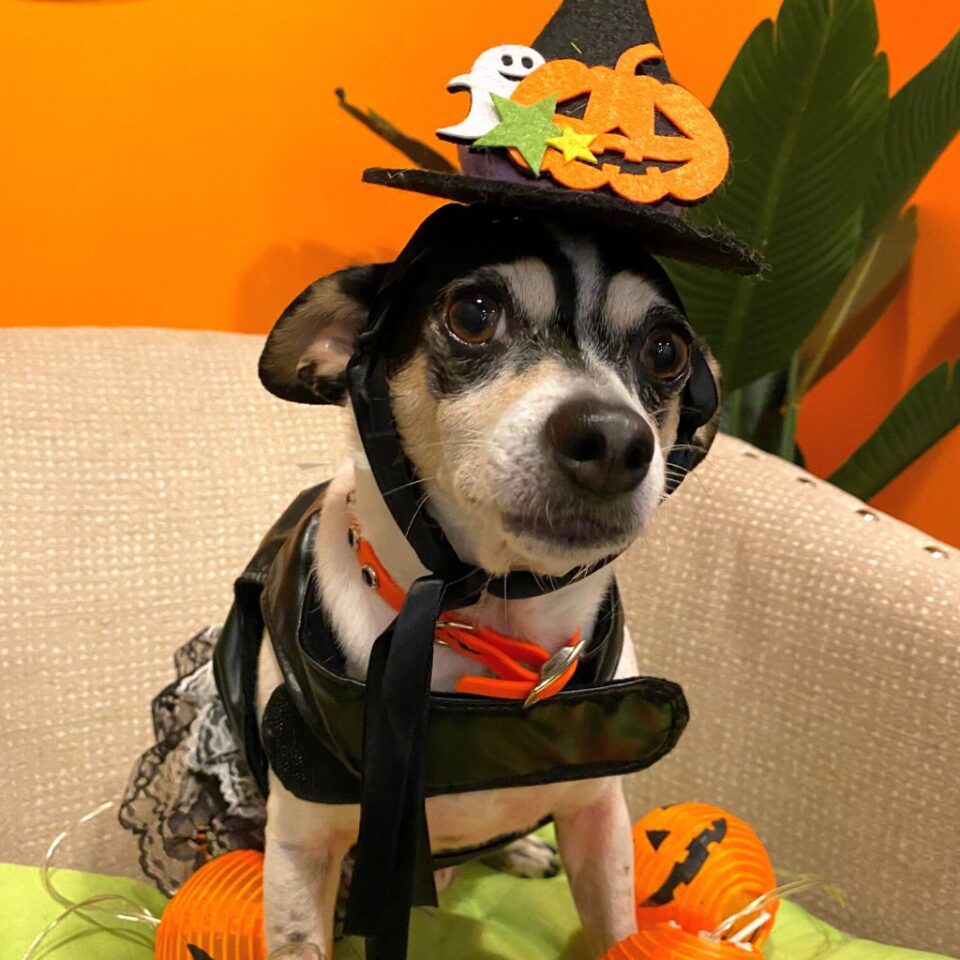 Pet Halloween Costume Contest - Exclusive Treats & Sneak Peeks