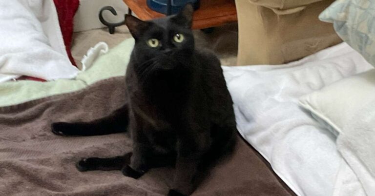 Cat Cancer Symptoms: What Helped Beth's Bella?