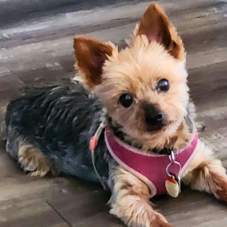 Dog Liver Failure: Teeya's Story - NHV Natural Pet Products Blog