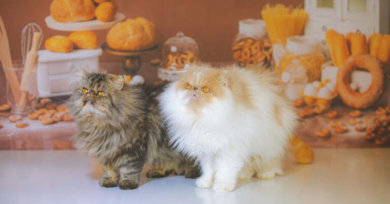 Thanksgiving Pets: 4 Care Tips - NHV Natural Pet Products Blog