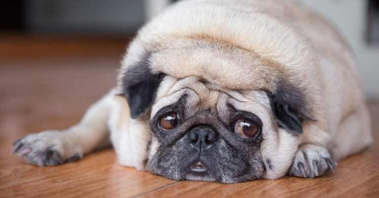 Tips for Gas Relief for Dogs & Cats - NHV Natural Pet Products