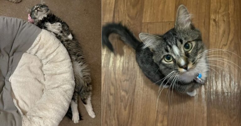 FIV Positive Cats: Chip's Story - NHV Natural Pet Products Blog