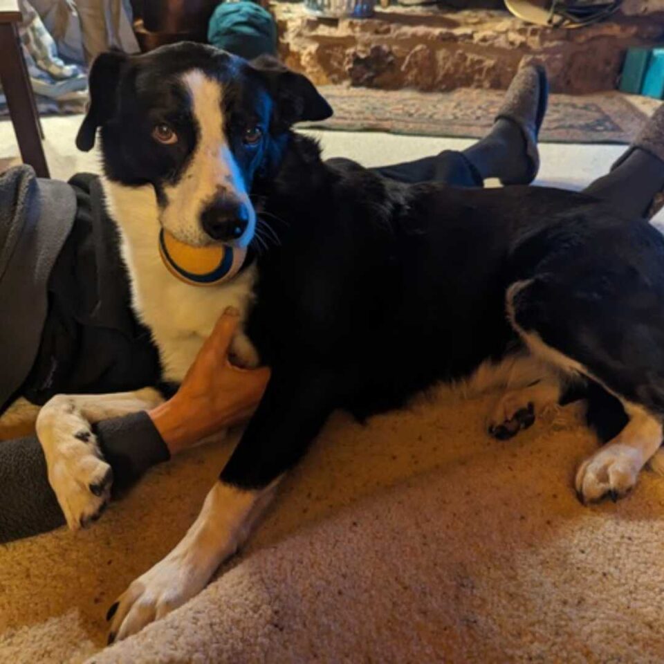 Coco Coping With Dog Back Pain - NHV Natural Pet Products Blog