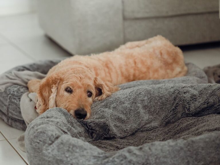 Vestibular Disease in Dogs and Cats - NHV Learning Center
