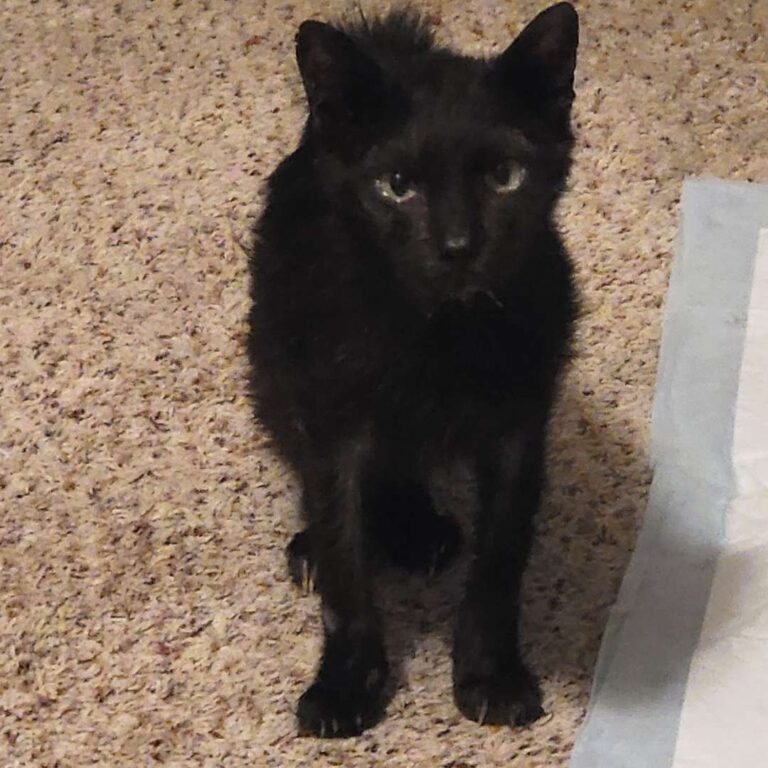 FIV Positive Cat: Jackery Binx - NHV Natural Pet Products Blog