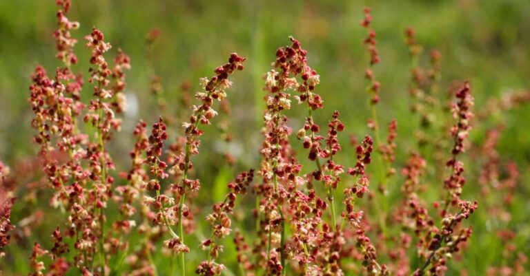 What You Need to Know about Sheep's Sorrel for Pets - NHV Natural Pet ...