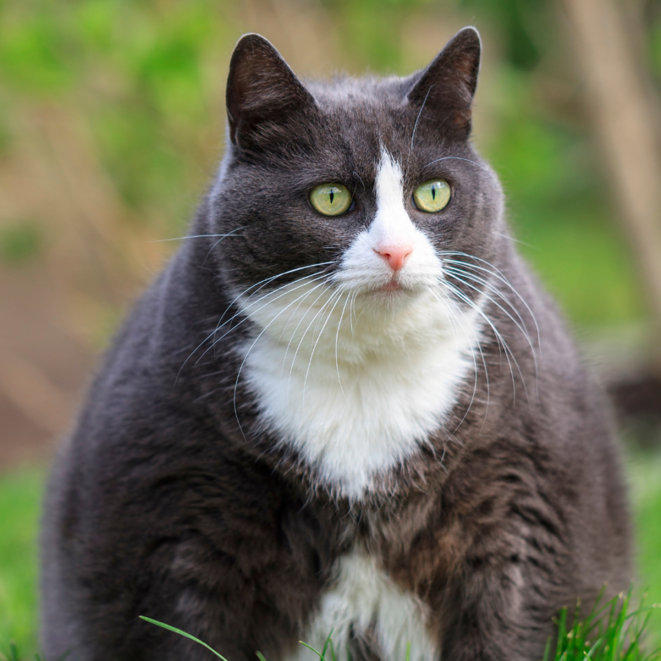 Obesity in Pets - Strategies and Solutions