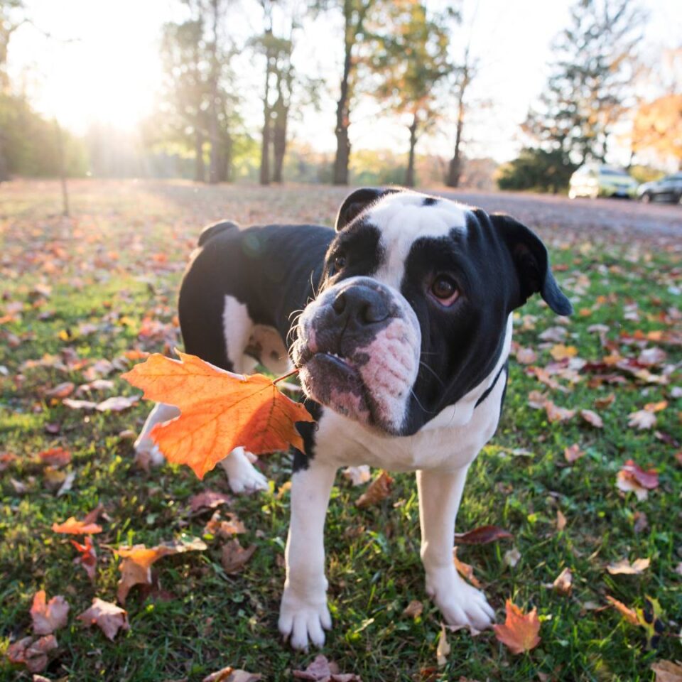 fun-fall-activities-for-dogs - NHV Natural Pet Products Blog
