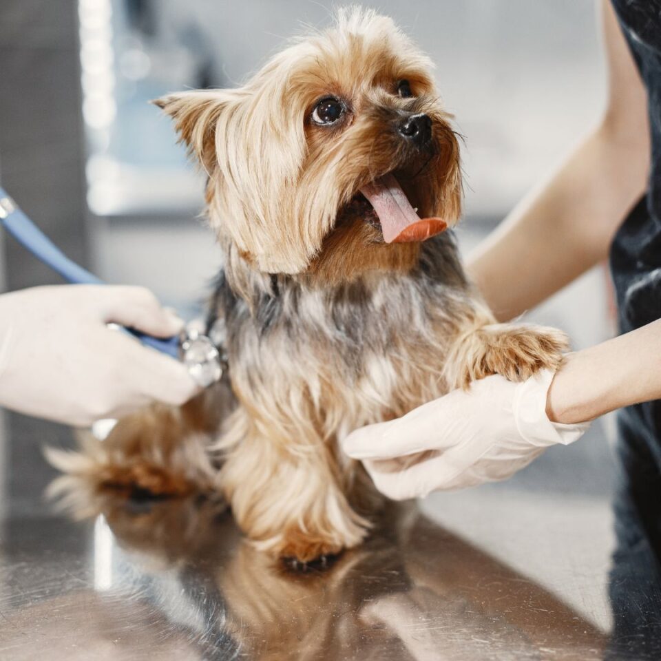 What Every Pet Parent Should Know About Pyometra in Dogs and Cats