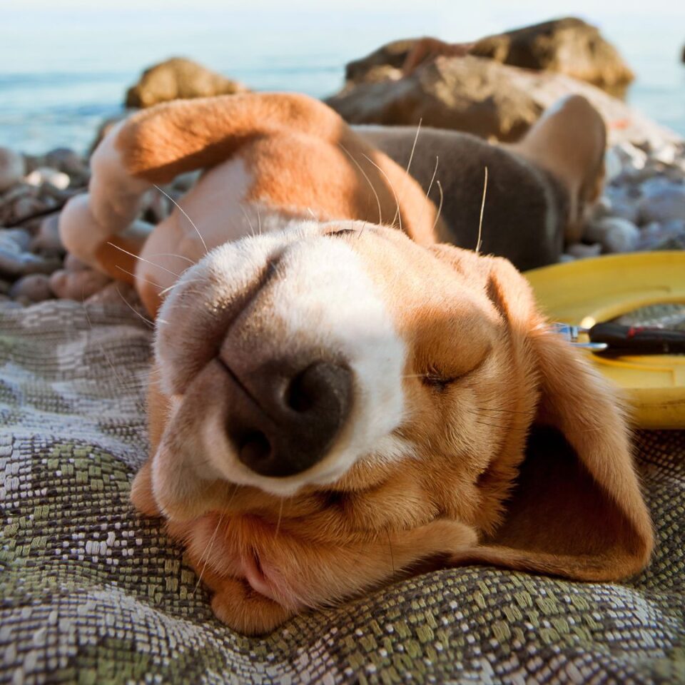 What is Holistic Health Care for Pets? A Guide for Pet Parents - NHV ...