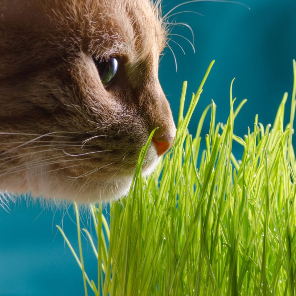 Wheatgrass for Dogs and Cats