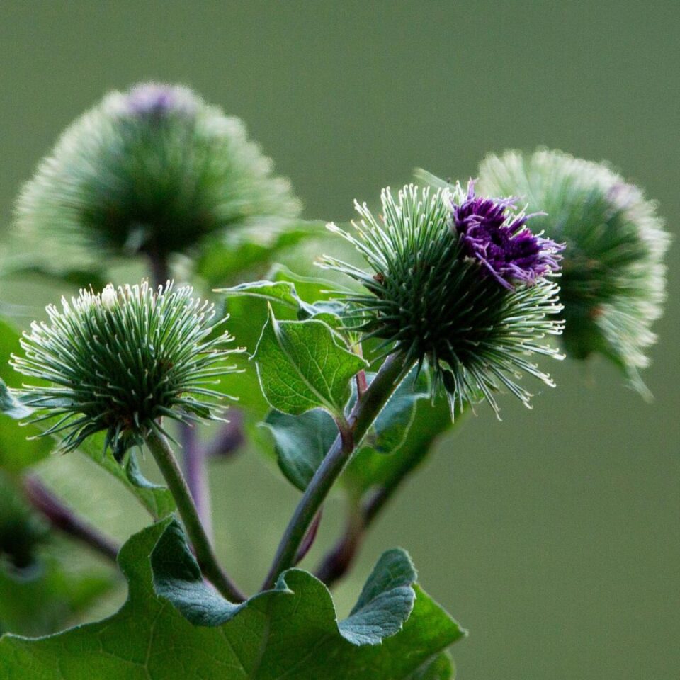burdock-root-for-dogs-and-cats - NHV Natural Pet Products Blog