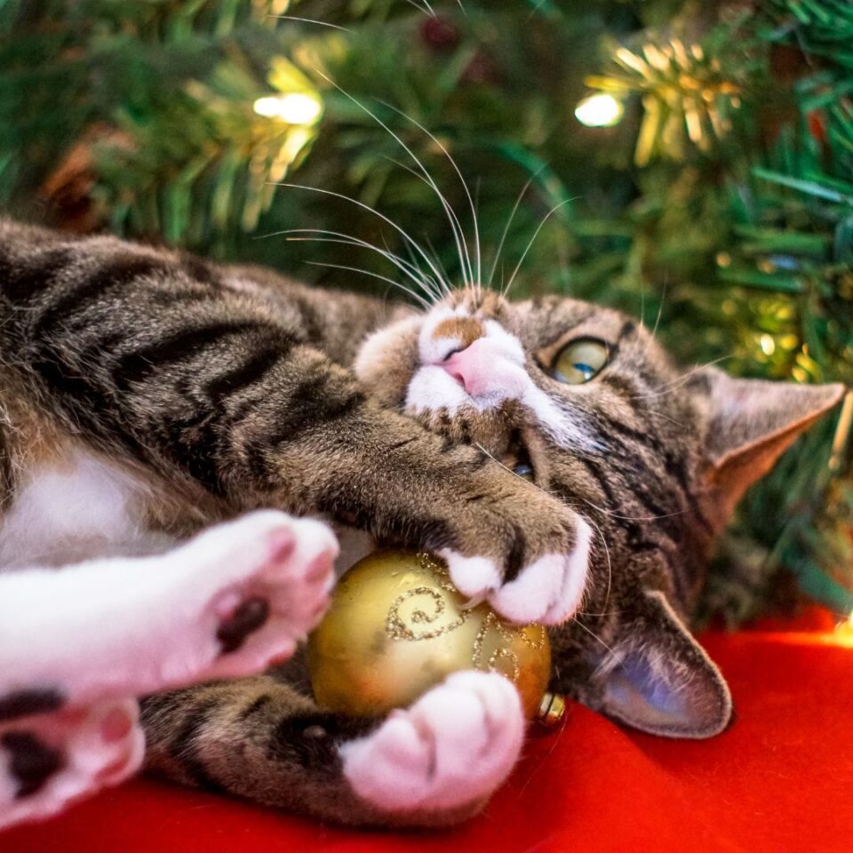 BLOG IMAGES - SQUARE (12) - NHV Natural Pet Products Blog