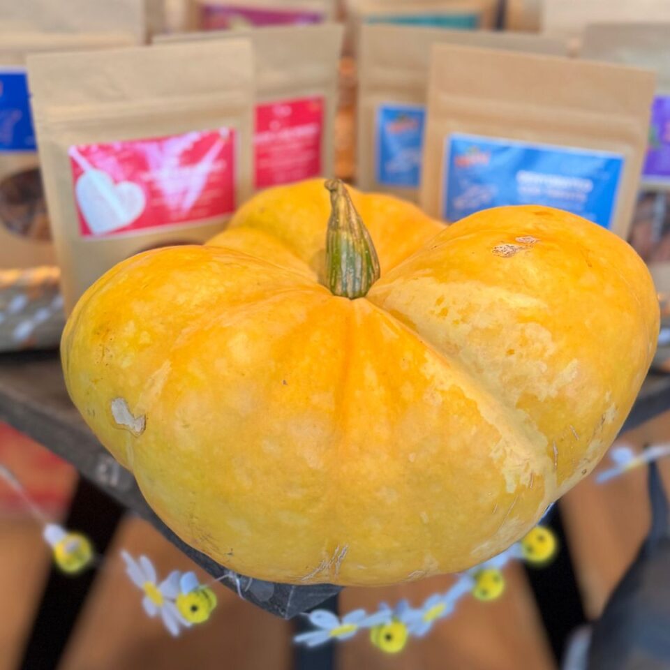 BLOG IMAGES - SQUARE (13) - NHV Natural Pet Products Blog