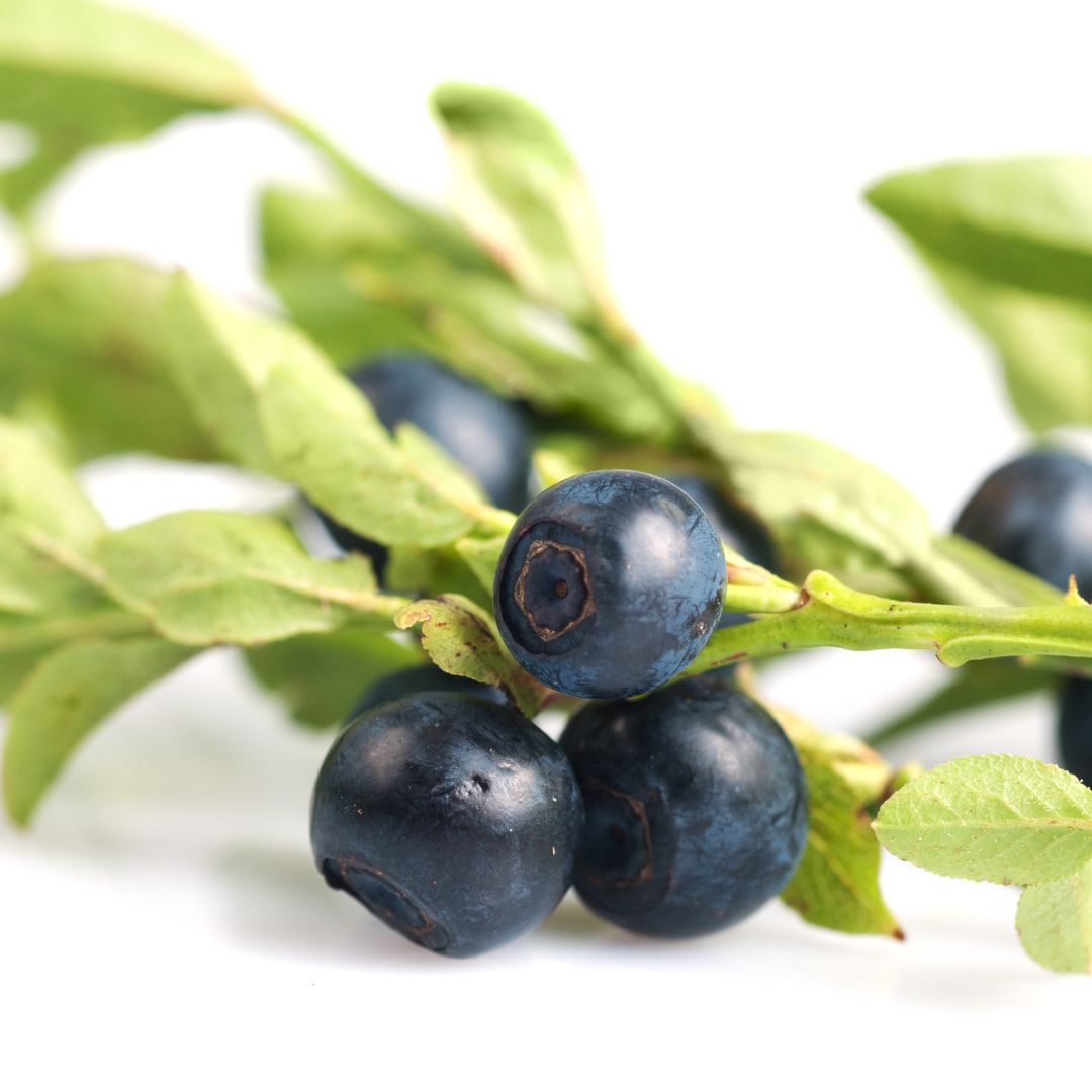 BLOG IMAGES - SQUARE (24) - NHV Natural Pet Products Blog