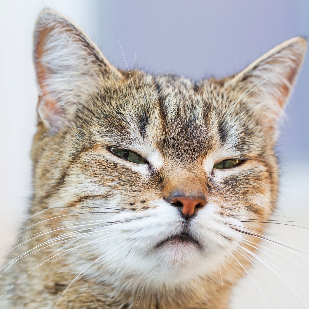 BLOG IMAGES - SQUARE (25) - NHV Natural Pet Products Blog