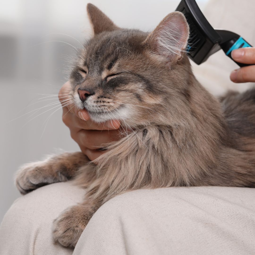 BLOG IMAGES - SQUARE (26) - NHV Natural Pet Products Blog