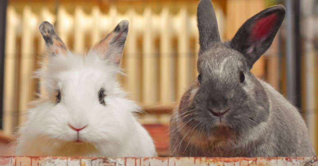 Can Dogs and Cats Live With Rabbits? - NHV Natural Pet Products Blog